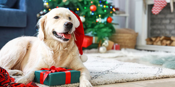 The Ultimate Holiday Gift Guide For Dogs – Bright Planet Pet LLC