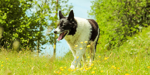 5 Earth Day Activities For You and Your Dogs – Bright Planet Pet LLC